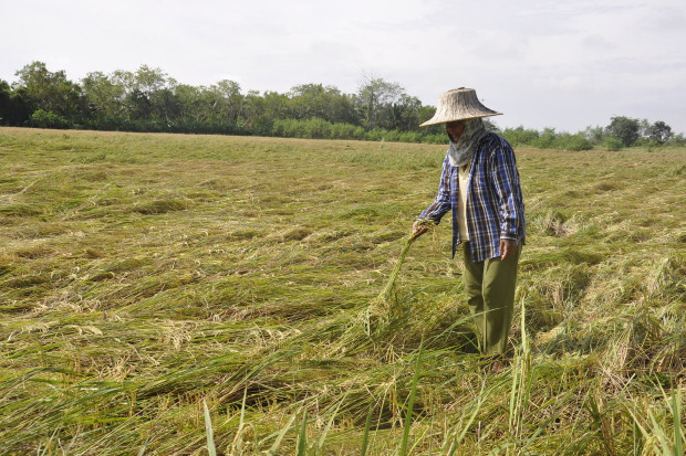 พื้นที่ทำนาไทย31จ.เหลือแค่13ล.ไร่