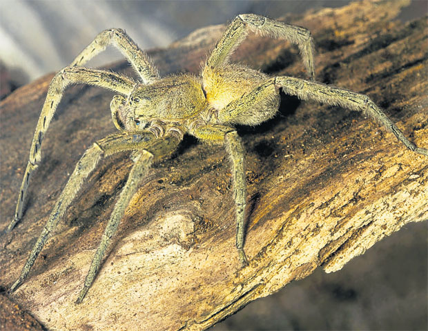 Arachnophobia แมงมุมน่ากลัวของคนกลัวมองมุม