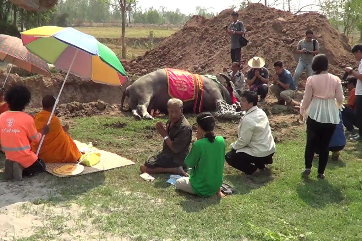 เจ้าของเศร้าควายยักษ์ค่าตัว5ล้านบาทตายทำพิธีฝังแล้ว