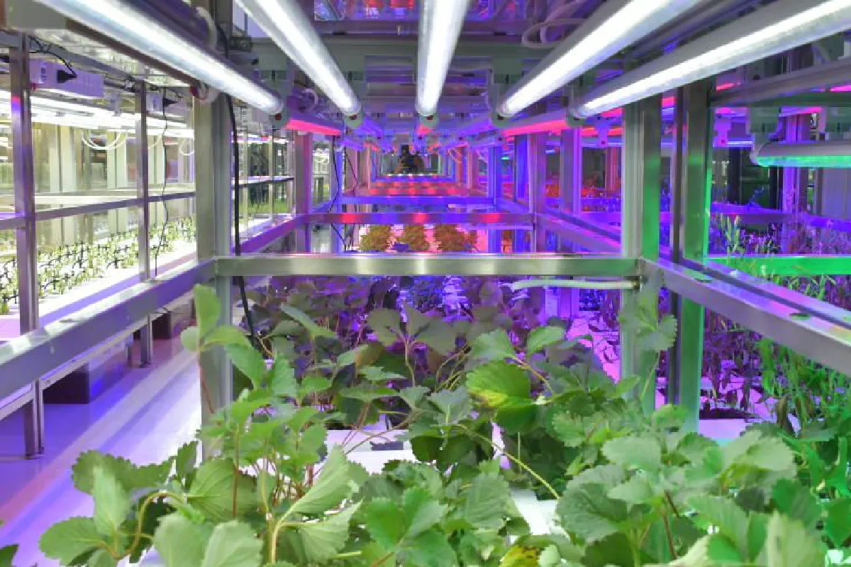 LED Plant Factory เทรนด์ใหม่การเกษตร