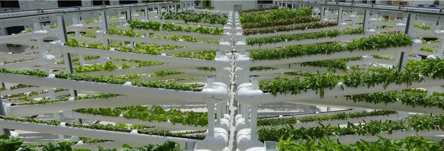 "Citiponics Farm" ฟาร์มผักยุคใหม่ใช้พื้นที่น้อย