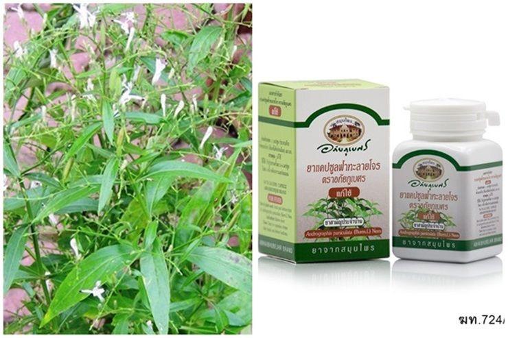 อภัยภูเบศรส่ง “ฟ้าทะลายโจร” สร้างภูมิคุ้มกัน ไวรัสโคโรน่า