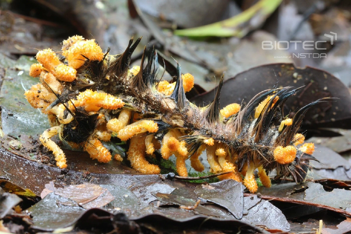 การค้นพบราแมลงชนิดใหม่ของโลก (new species) 47 สายพันธุ์