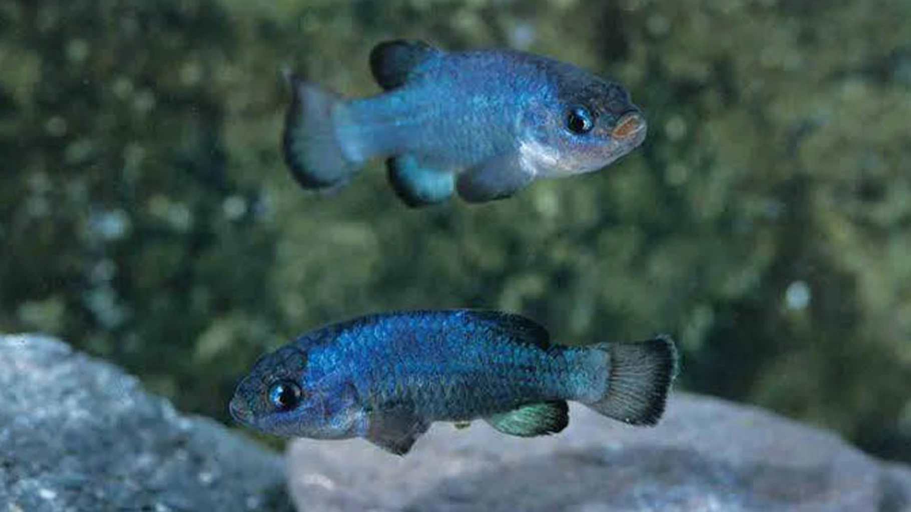 ‘Devils Hole pupfish’ ปลาที่โดดเดี่ยวและแข็งแกร่งที่สุดในโลก