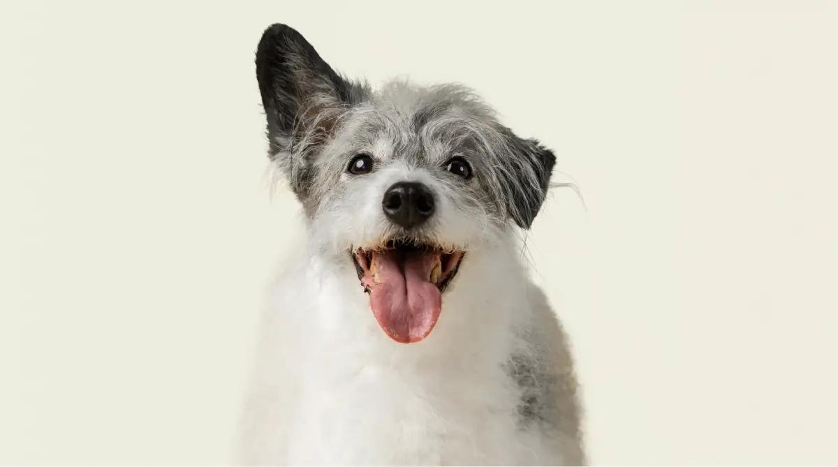 ส่องความคืบหน้า ยาต้านความแก่ชะลอวัย 'น้องหมา' ตั้งเป้าจำหน่ายปี 2026!